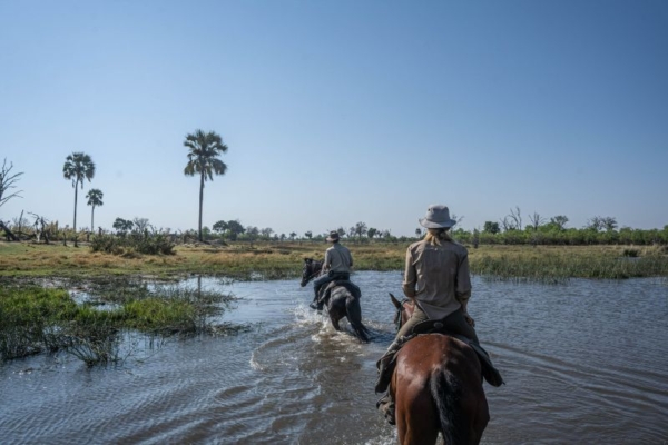 Cha Cha Metsi Explorer Okavango Delta Horse Safari