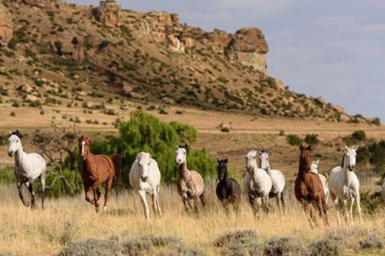 Moolmanshoek Lodge Horse Riding Holiday - African Horse Safaris